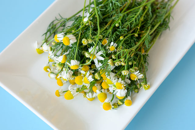 Chamomile Flower – Gourmet Sweet Botanicals