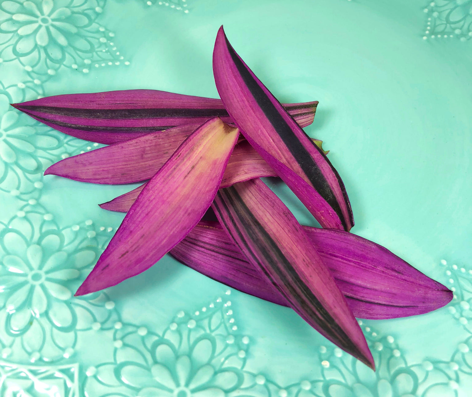 Endive Violet Flash Leaf™ – Gourmet Sweet Botanicals