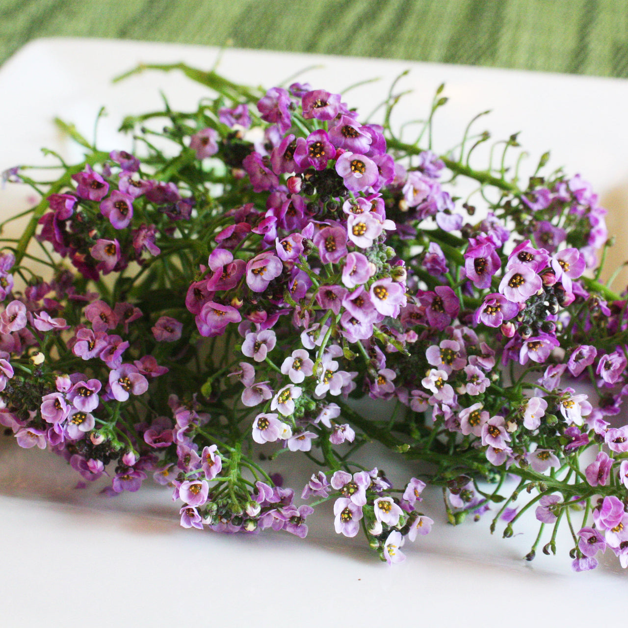 Edible Flowers & Microgreens | Gourmet Sweet Botanicals™