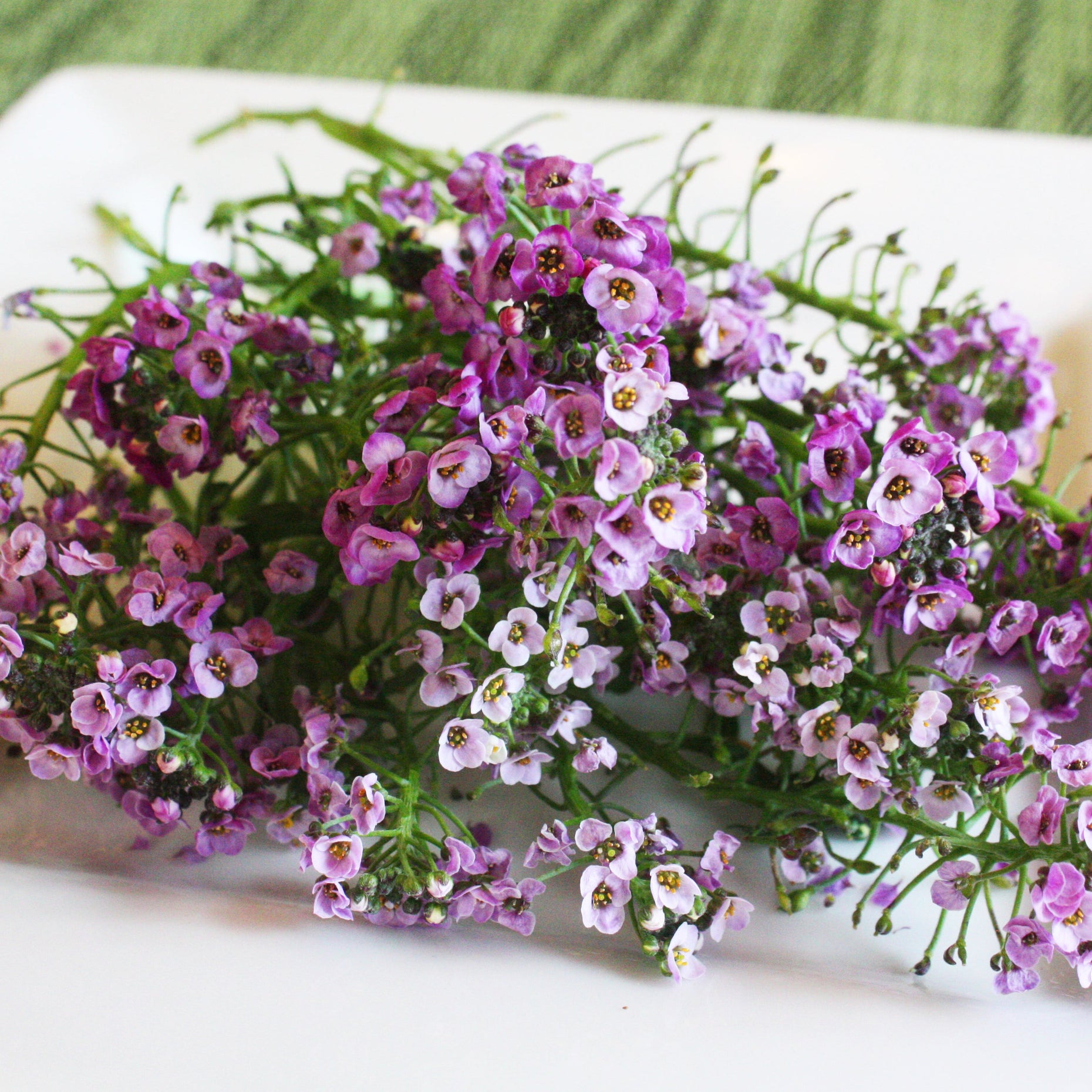 Edible Flowers & Microgreens | Gourmet Sweet Botanicals™