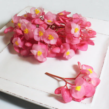 Edible Flowers – Gourmet Sweet Botanicals