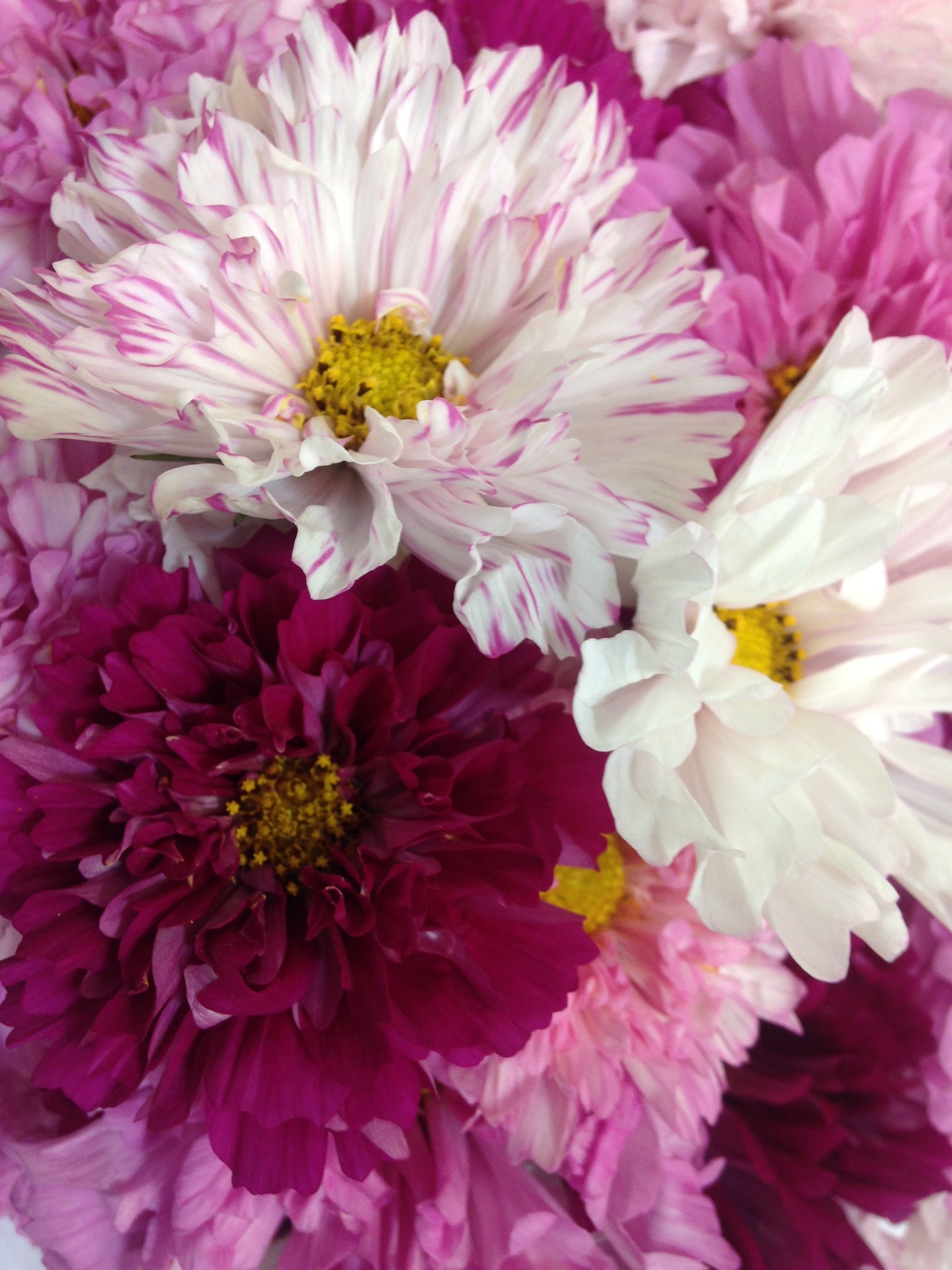 Cosmos – Gourmet Sweet Botanicals