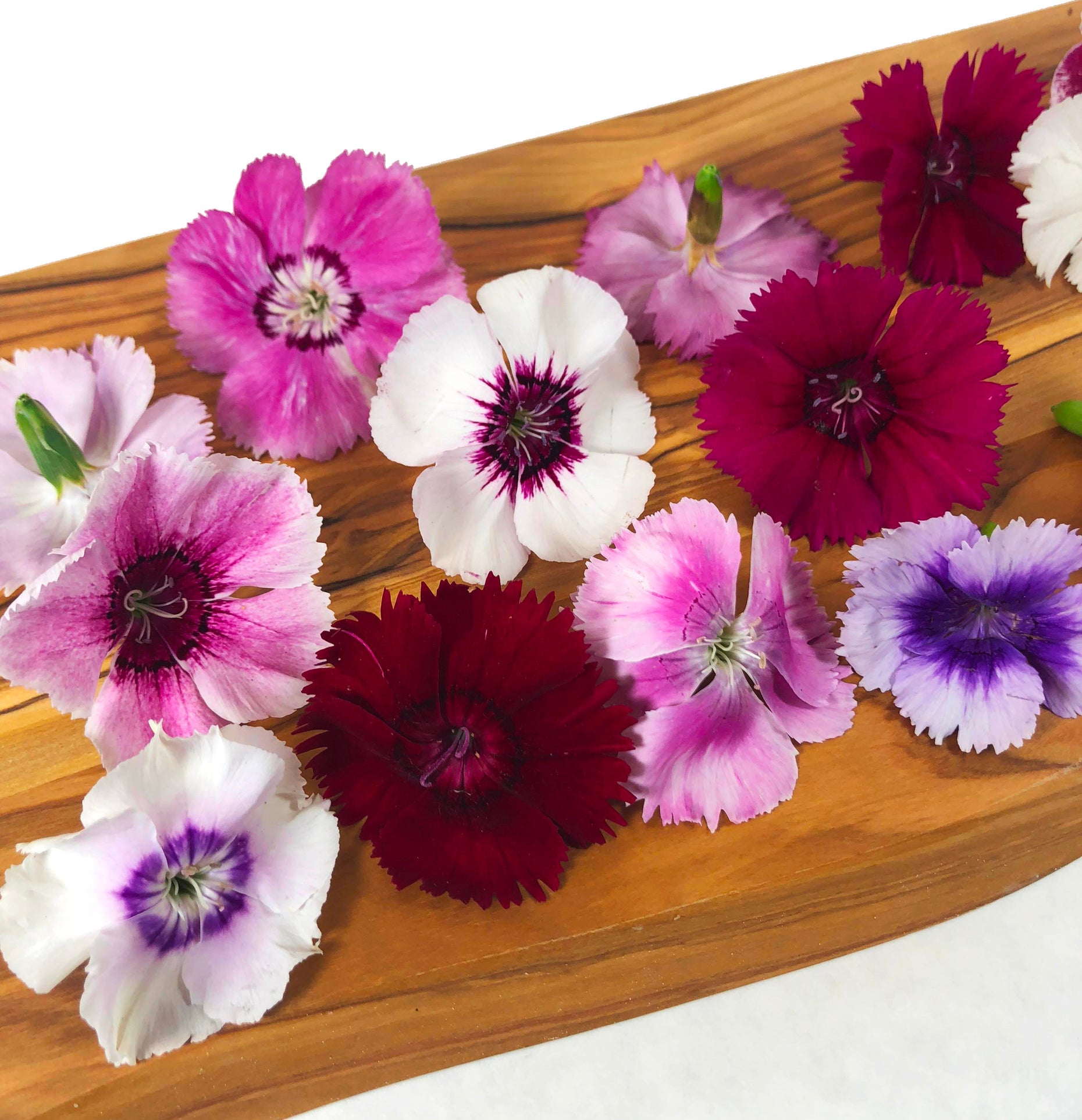 Dianthus – Gourmet Sweet Botanicals