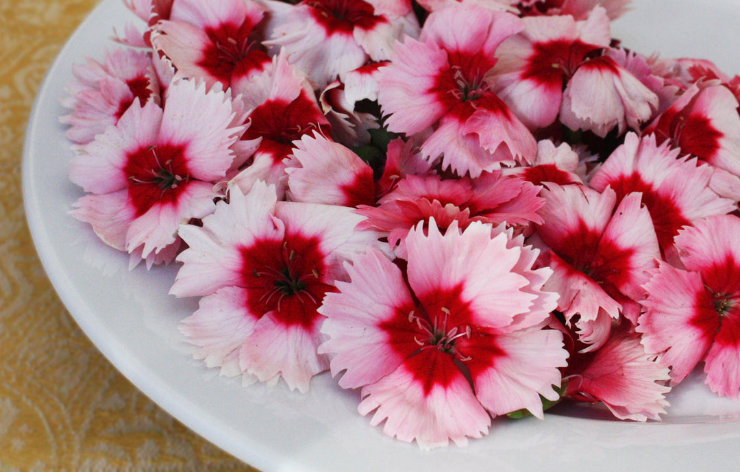 Dianthus – Gourmet Sweet Botanicals