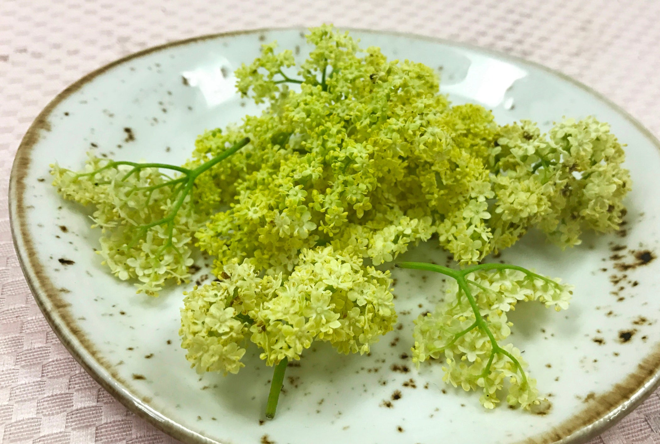 Elder Flower – Gourmet Sweet Botanicals
