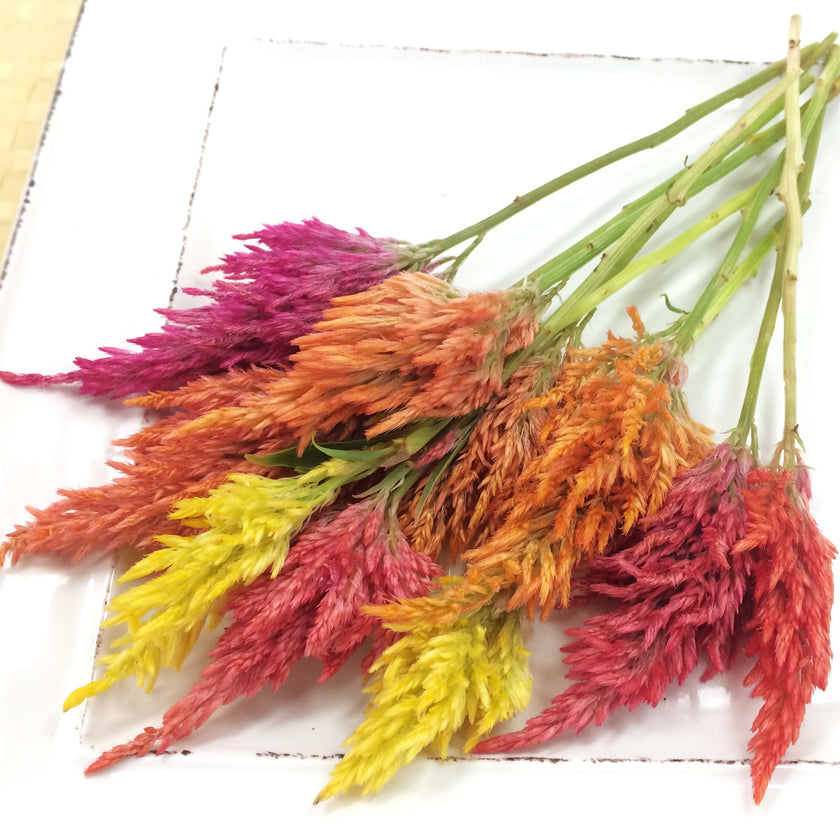 Edible Flowers – Page 2 – Gourmet Sweet Botanicals