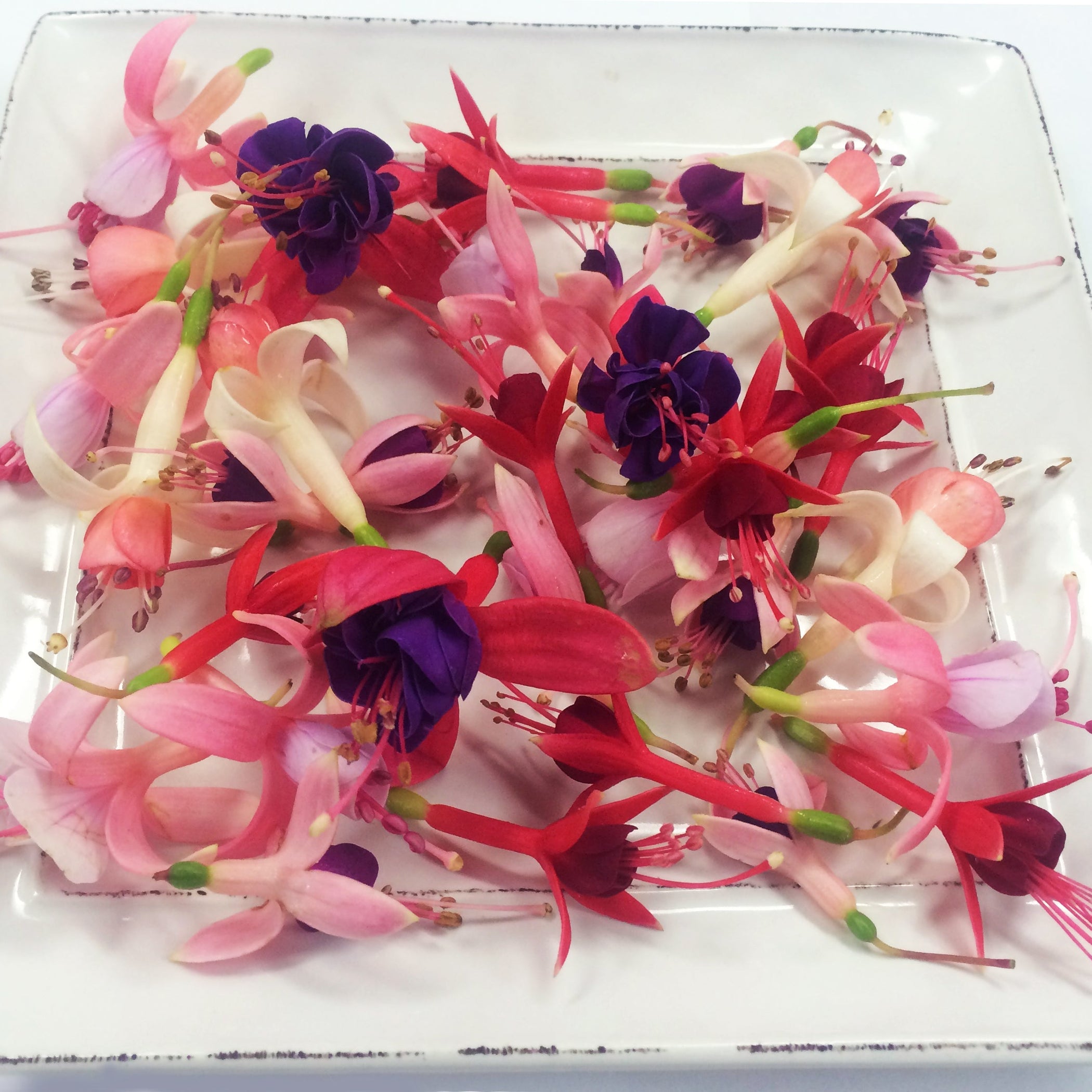 Edible Flowers – Page 2 – Gourmet Sweet Botanicals