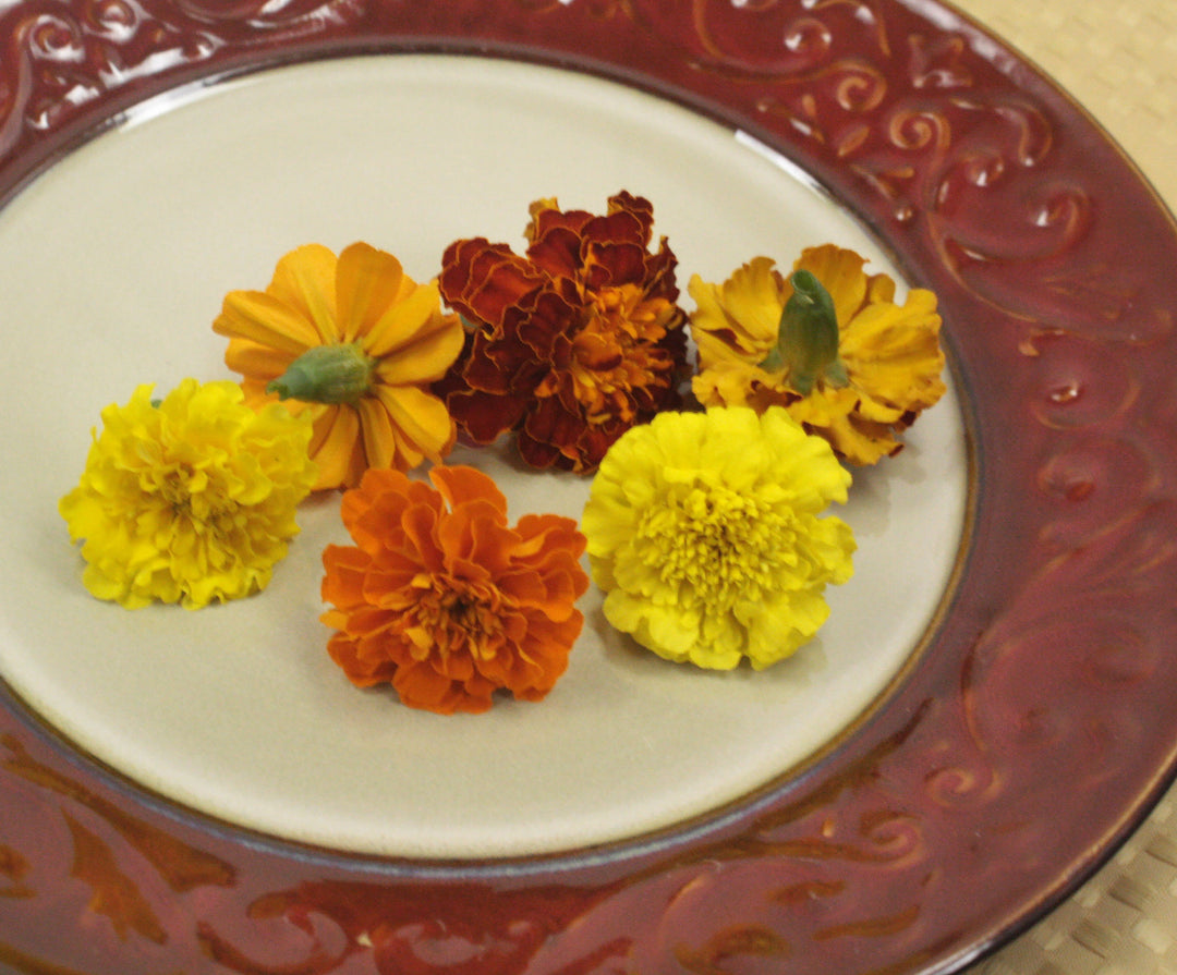 Marigold – Gourmet Sweet Botanicals
