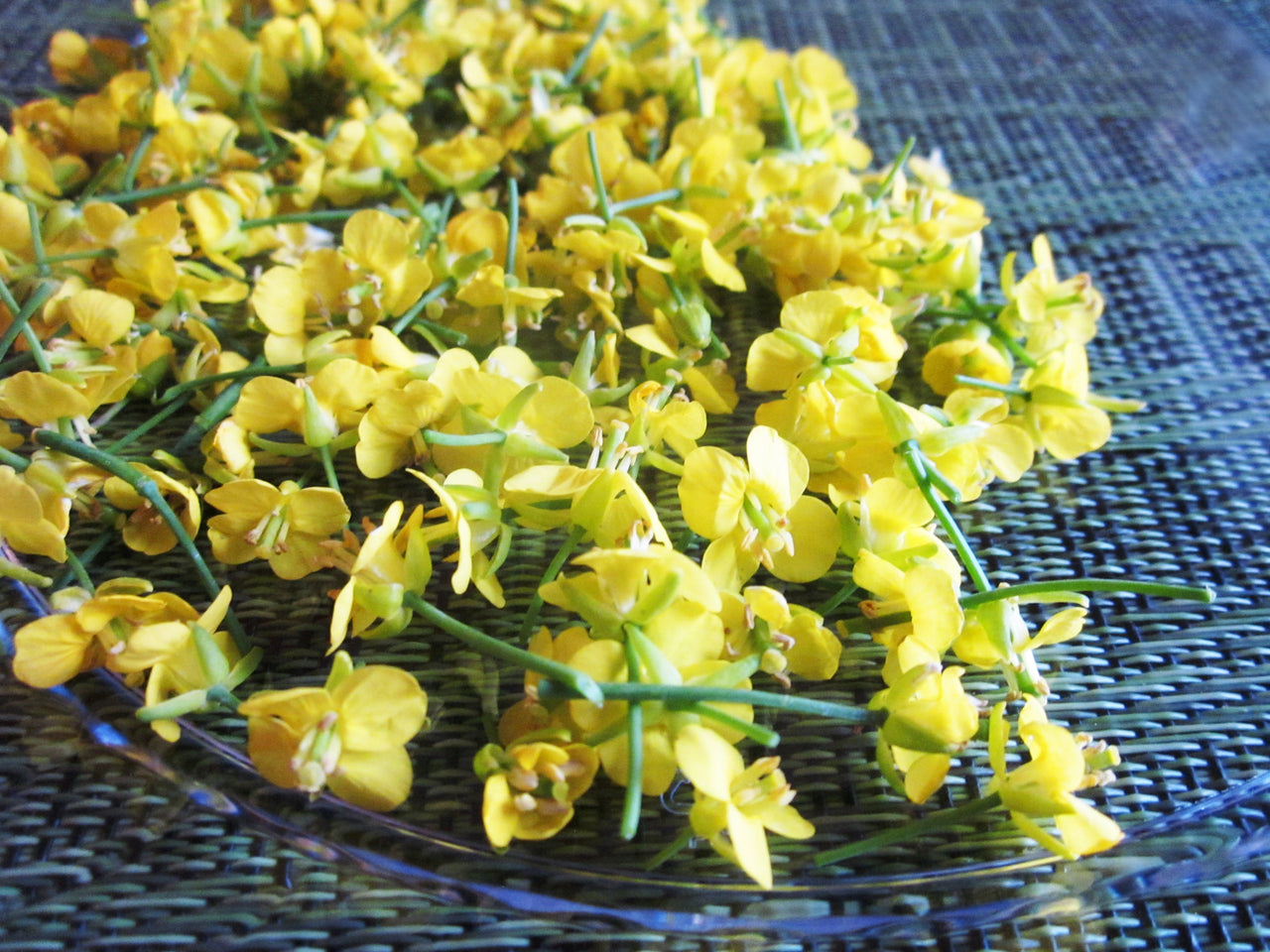 Mustard Flower – Gourmet Sweet Botanicals