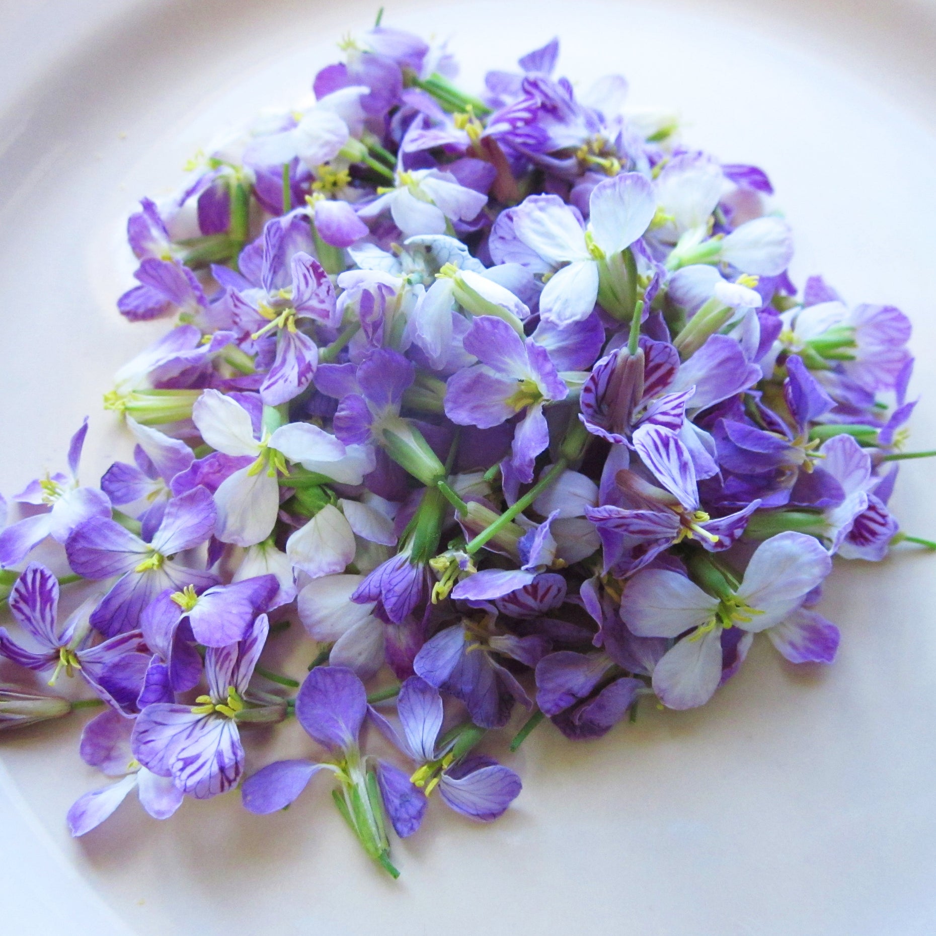 Edible Flowers – Page 3 – Gourmet Sweet Botanicals