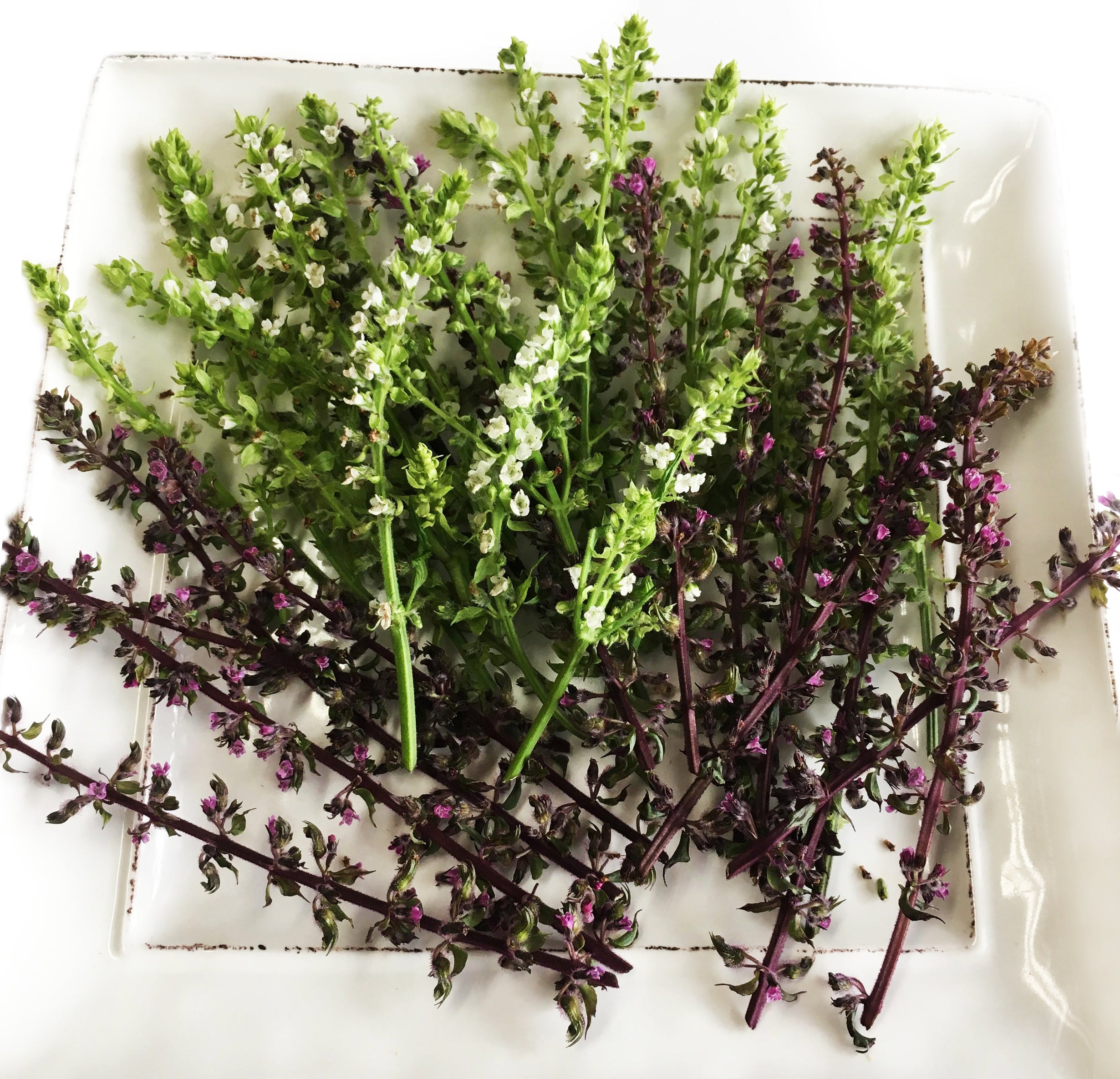 Shiso Flower Mix™ – Gourmet Sweet Botanicals