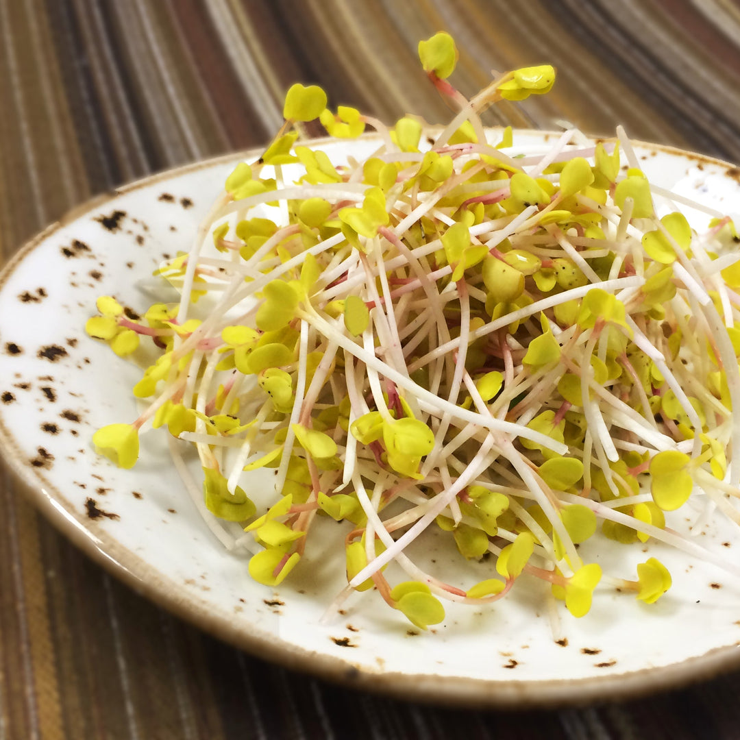 Shoots – Gourmet Sweet Botanicals