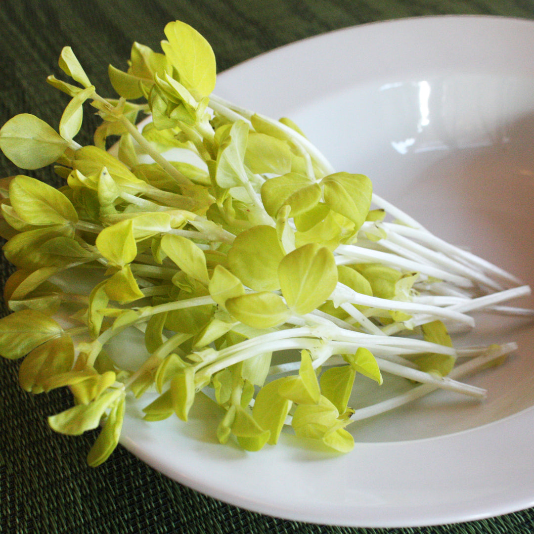 Shoots – Gourmet Sweet Botanicals