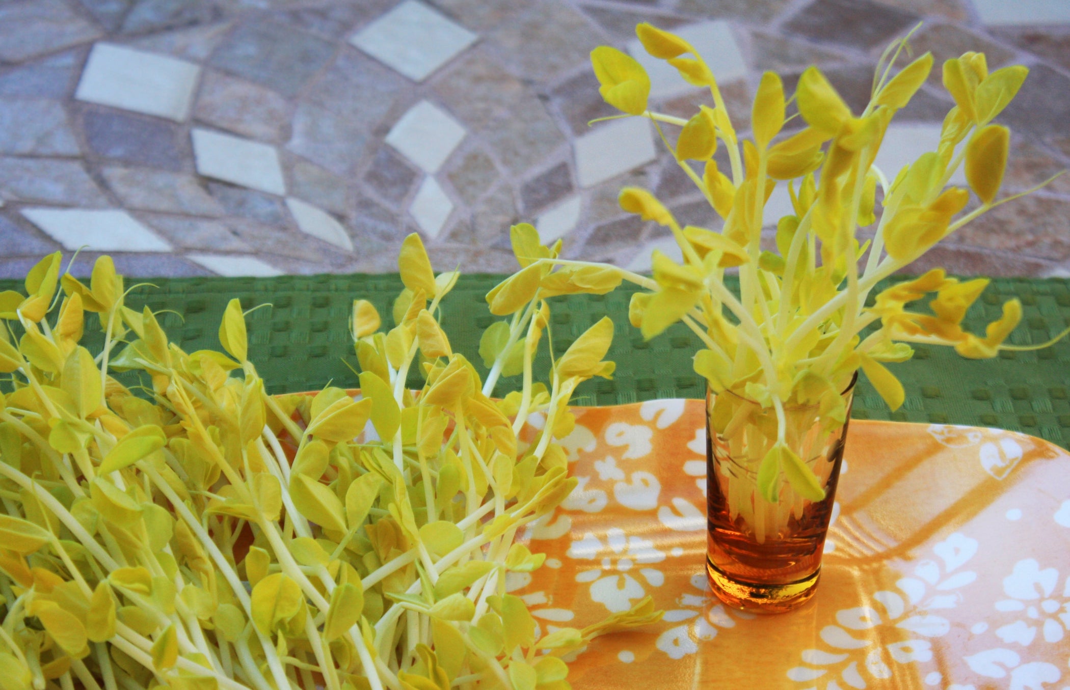 Pea Shoots Gold – Gourmet Sweet Botanicals