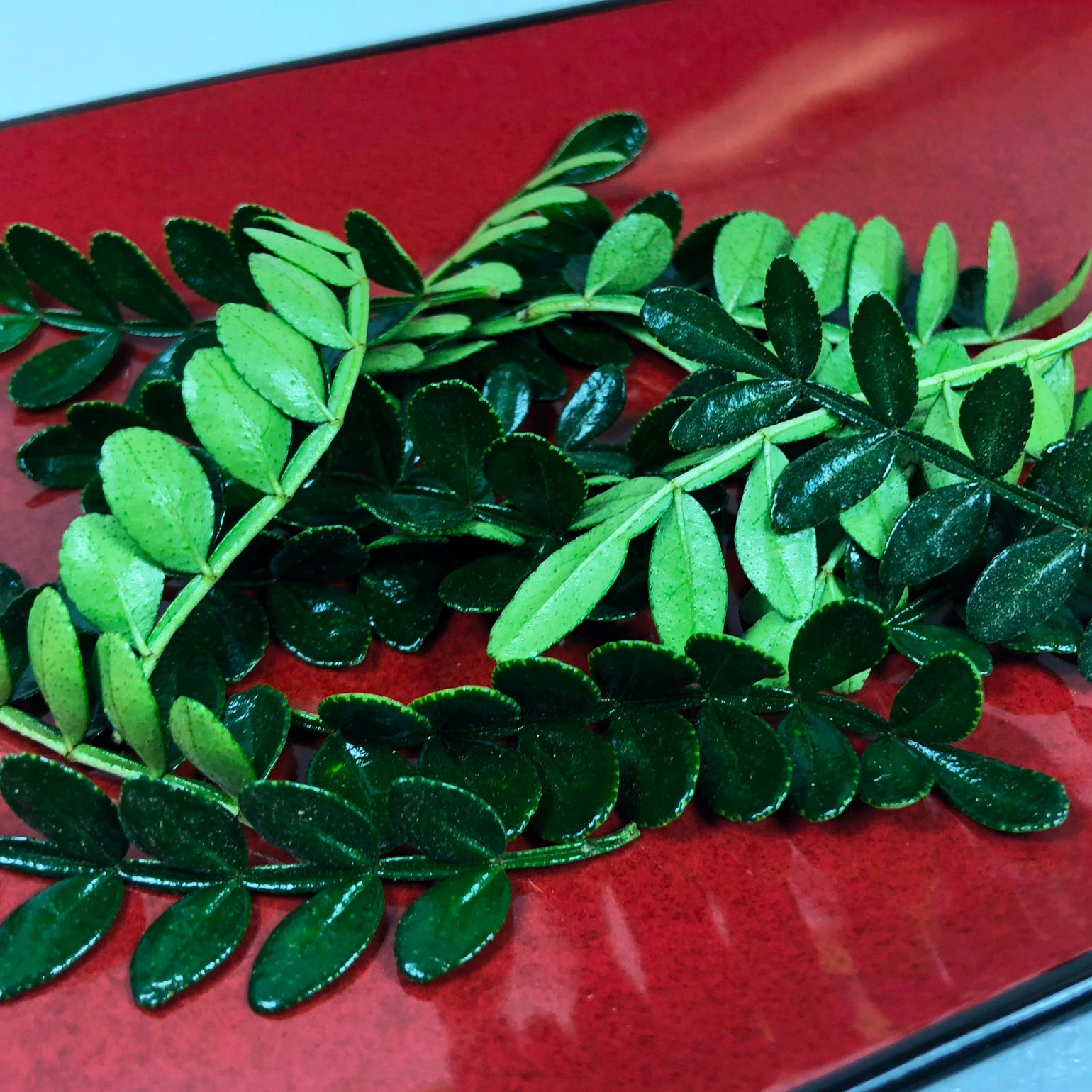 Leaves – Gourmet Sweet Botanicals