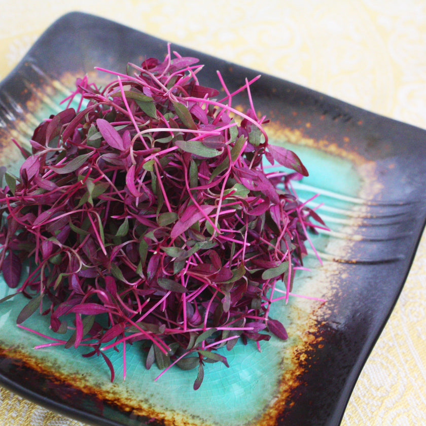 MicroGreens – Gourmet Sweet Botanicals