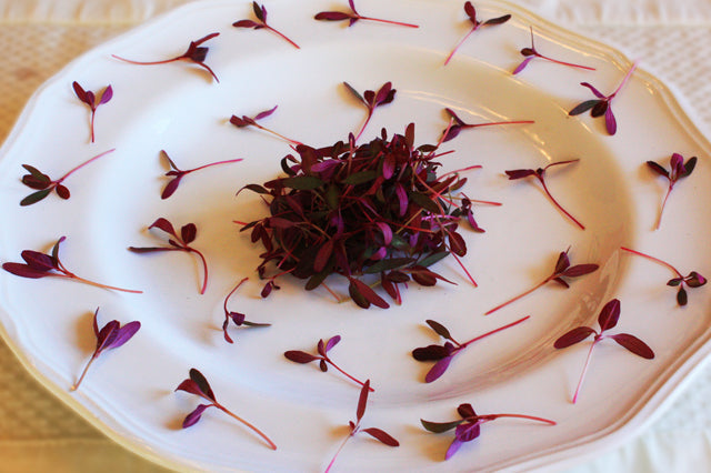 Micro Amaranth Red – Gourmet Sweet Botanicals