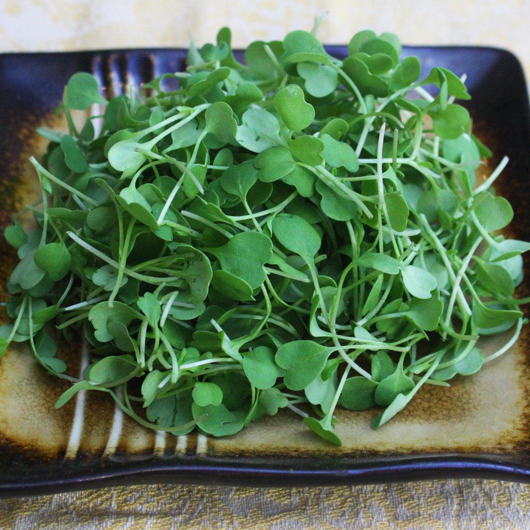MicroGreens – Gourmet Sweet Botanicals