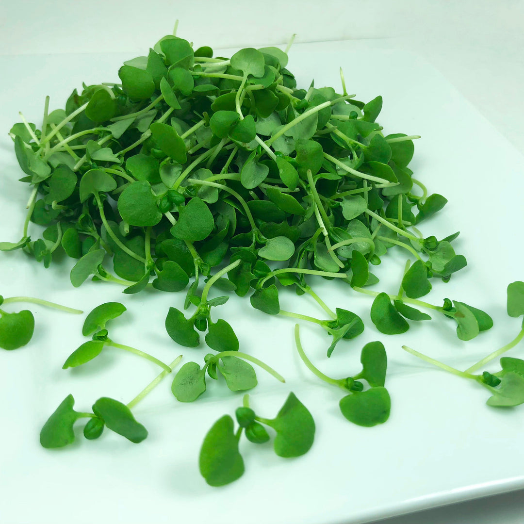 MicroGreens – Gourmet Sweet Botanicals