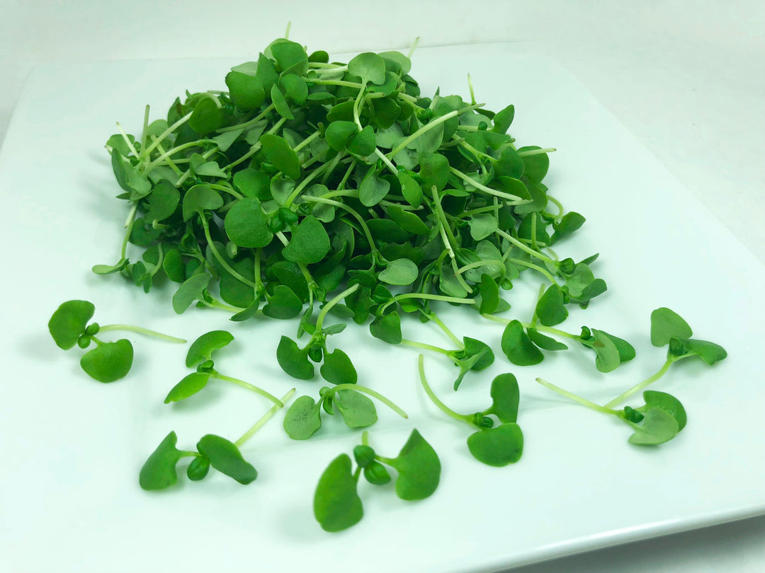 Micro Basil Italian – Gourmet Sweet Botanicals