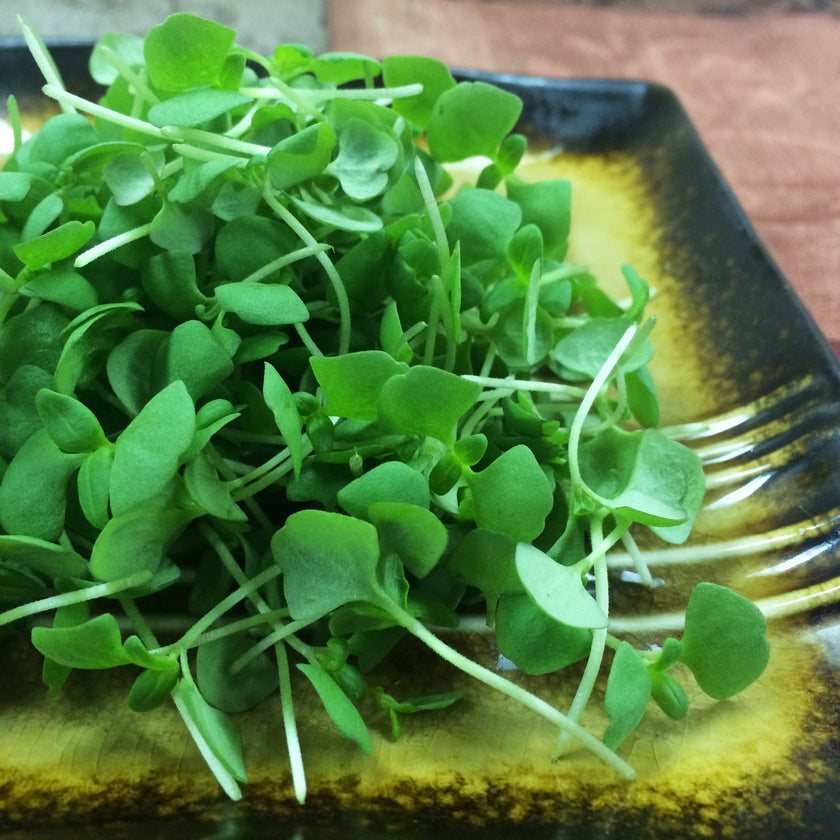 MicroGreens – Gourmet Sweet Botanicals