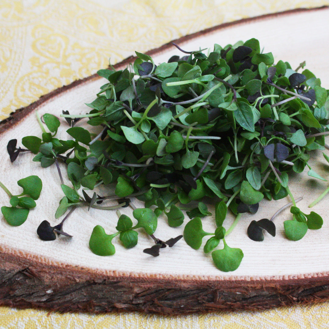 MicroGreens – Gourmet Sweet Botanicals