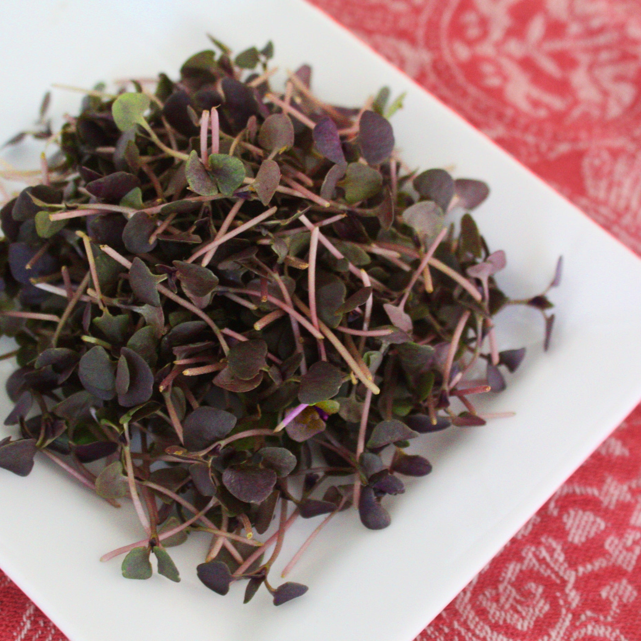 MicroGreens – Gourmet Sweet Botanicals