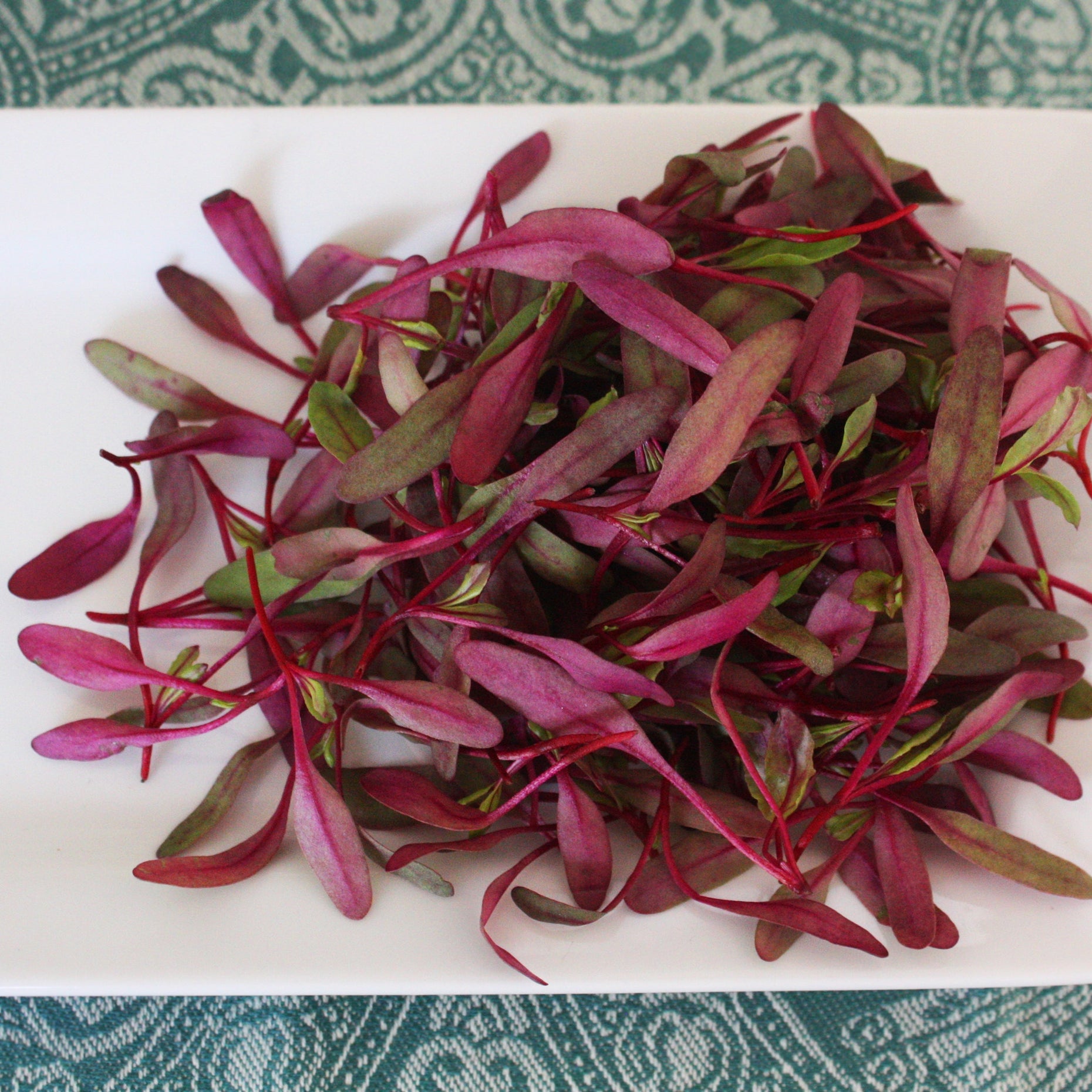 MicroGreens – Gourmet Sweet Botanicals