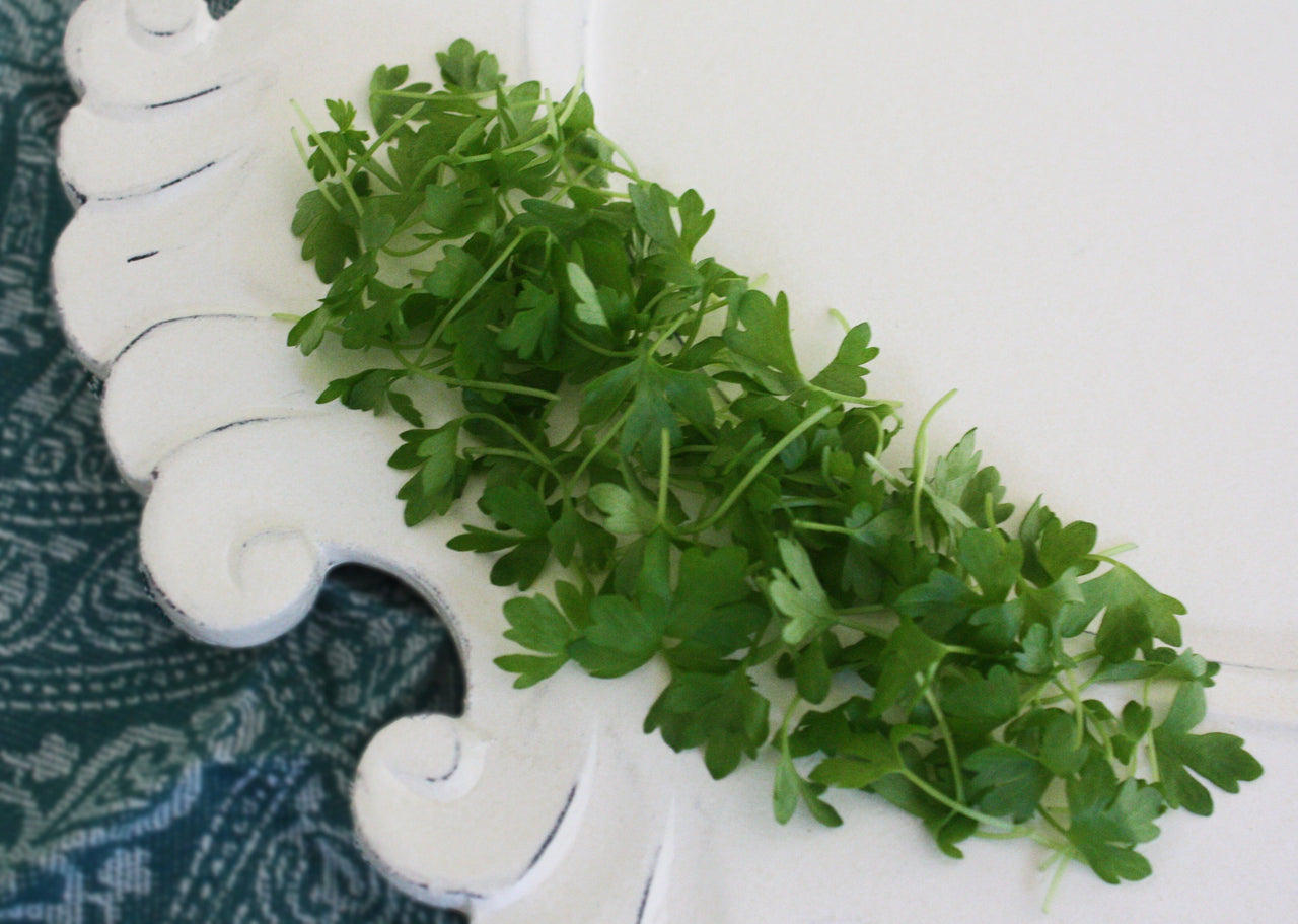 Micro Celery – Gourmet Sweet Botanicals