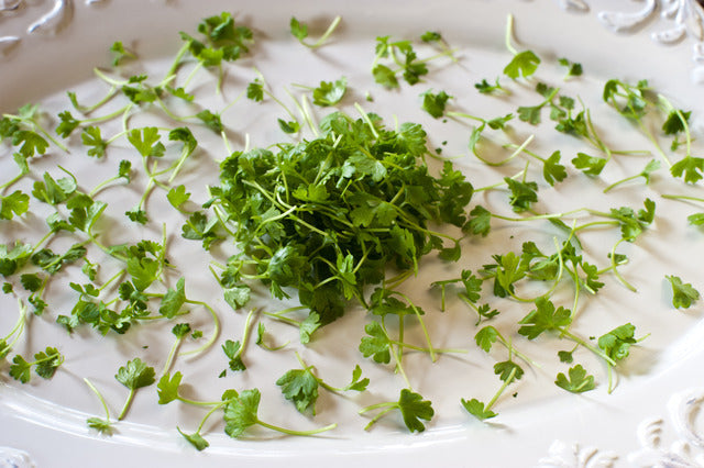 Micro Celery – Gourmet Sweet Botanicals