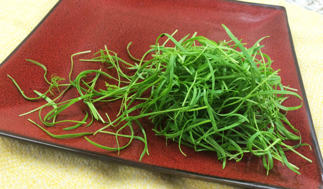 Micro Fennel – Gourmet Sweet Botanicals