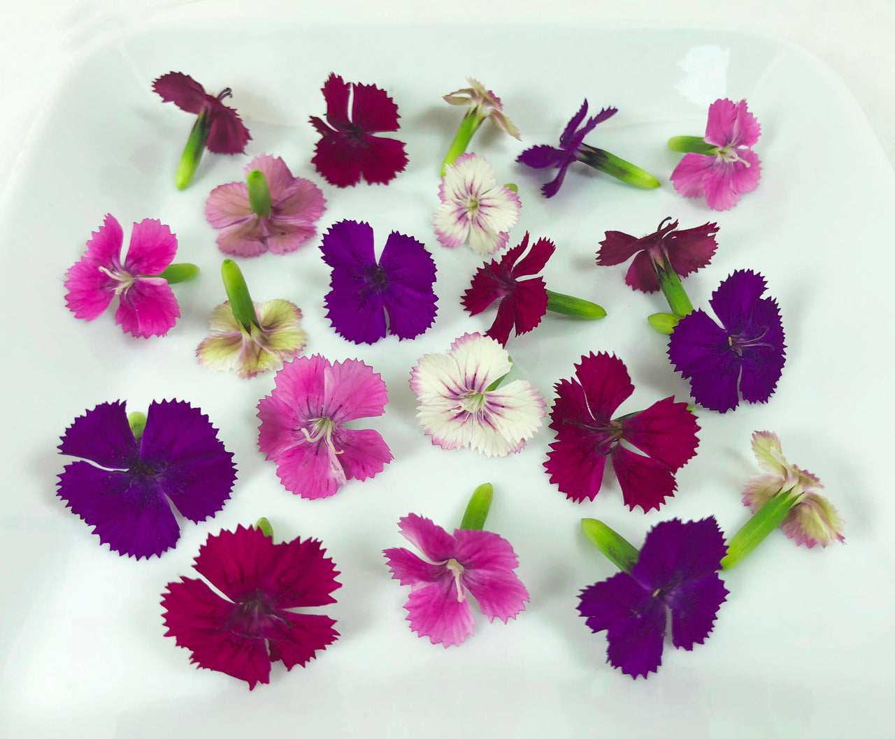 Micro Dianthus™ – Gourmet Sweet Botanicals