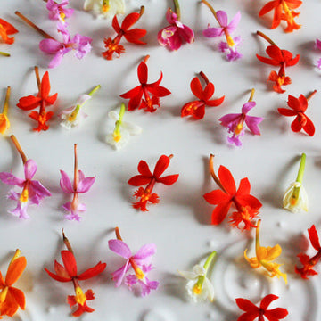 Edible Micro Flowers™ – Gourmet Sweet Botanicals