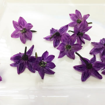 Edible Micro Flowers™ – Gourmet Sweet Botanicals