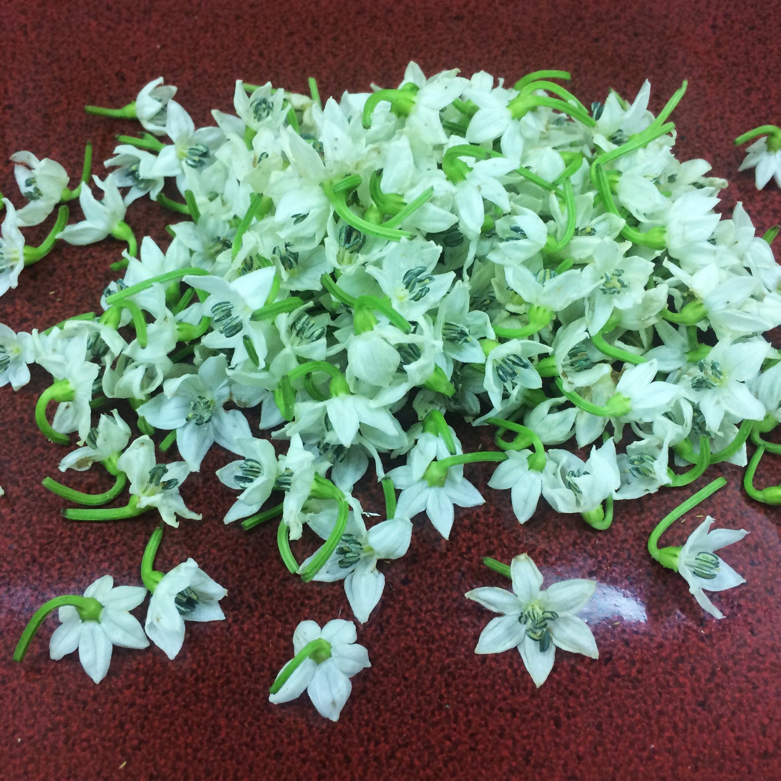 Edible Micro Flowers™ – Gourmet Sweet Botanicals