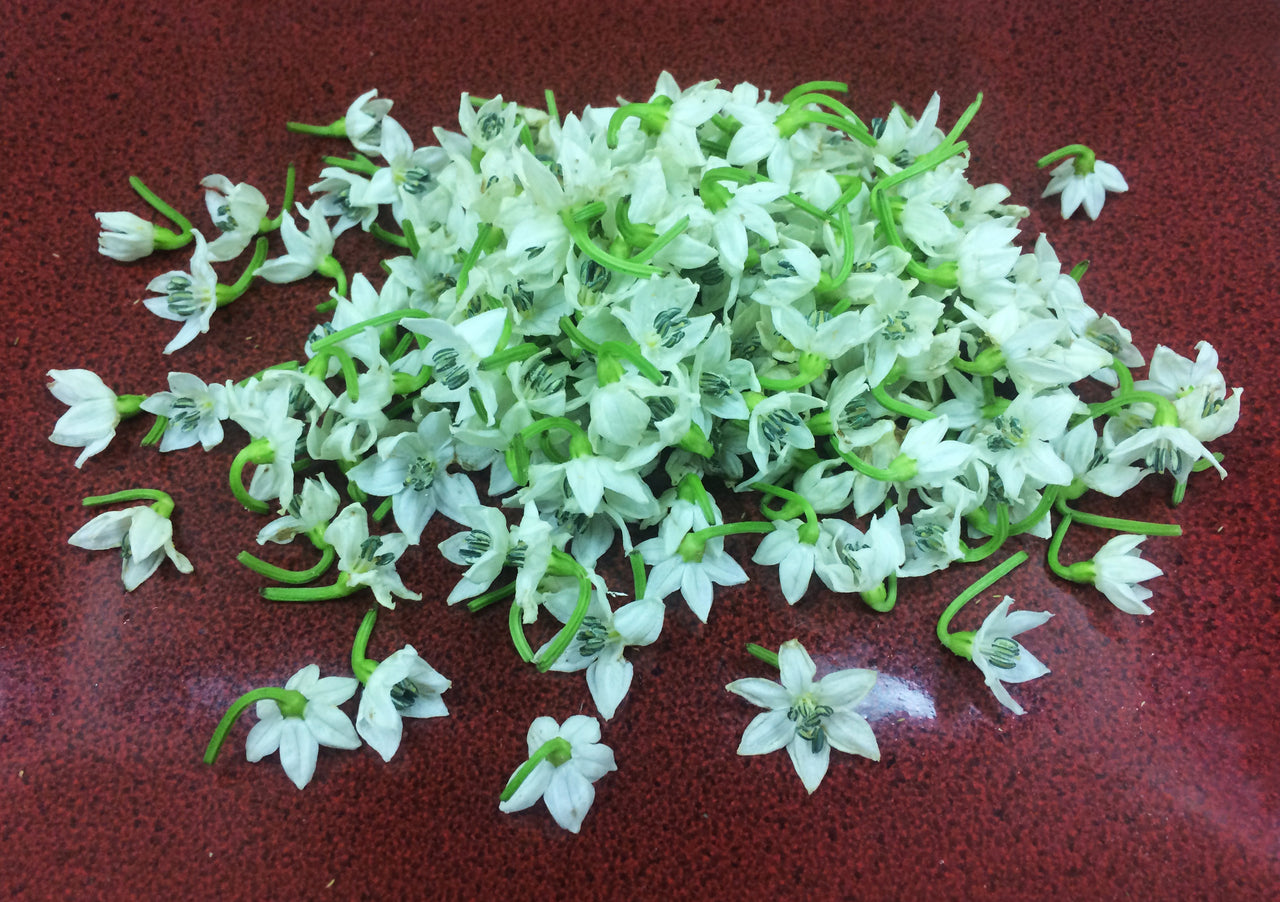 Micro Pepper Flower White™ – Gourmet Sweet Botanicals