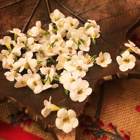 Edible Micro Flowers™ – Gourmet Sweet Botanicals