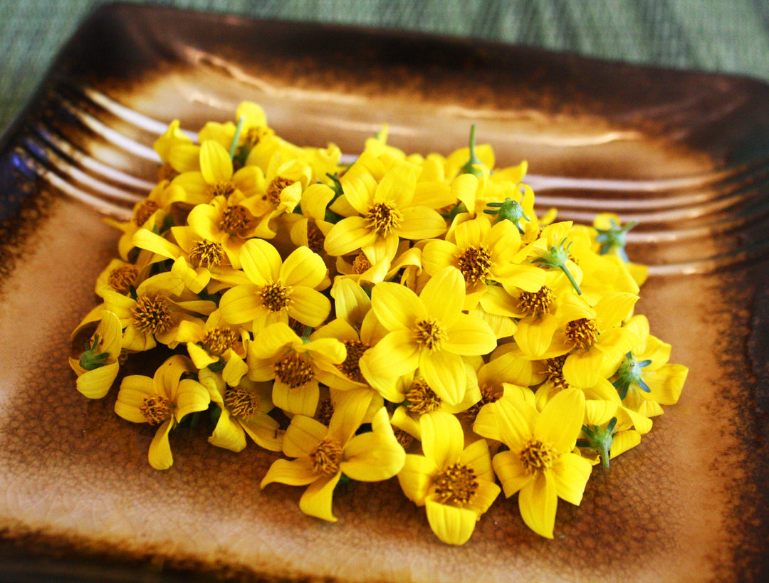 Micro Sun Daisy™ – Gourmet Sweet Botanicals