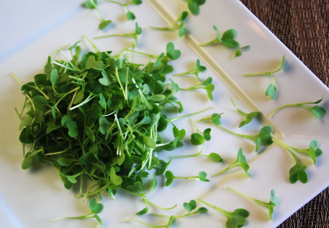 Micro Mustard Dijon™ – Gourmet Sweet Botanicals