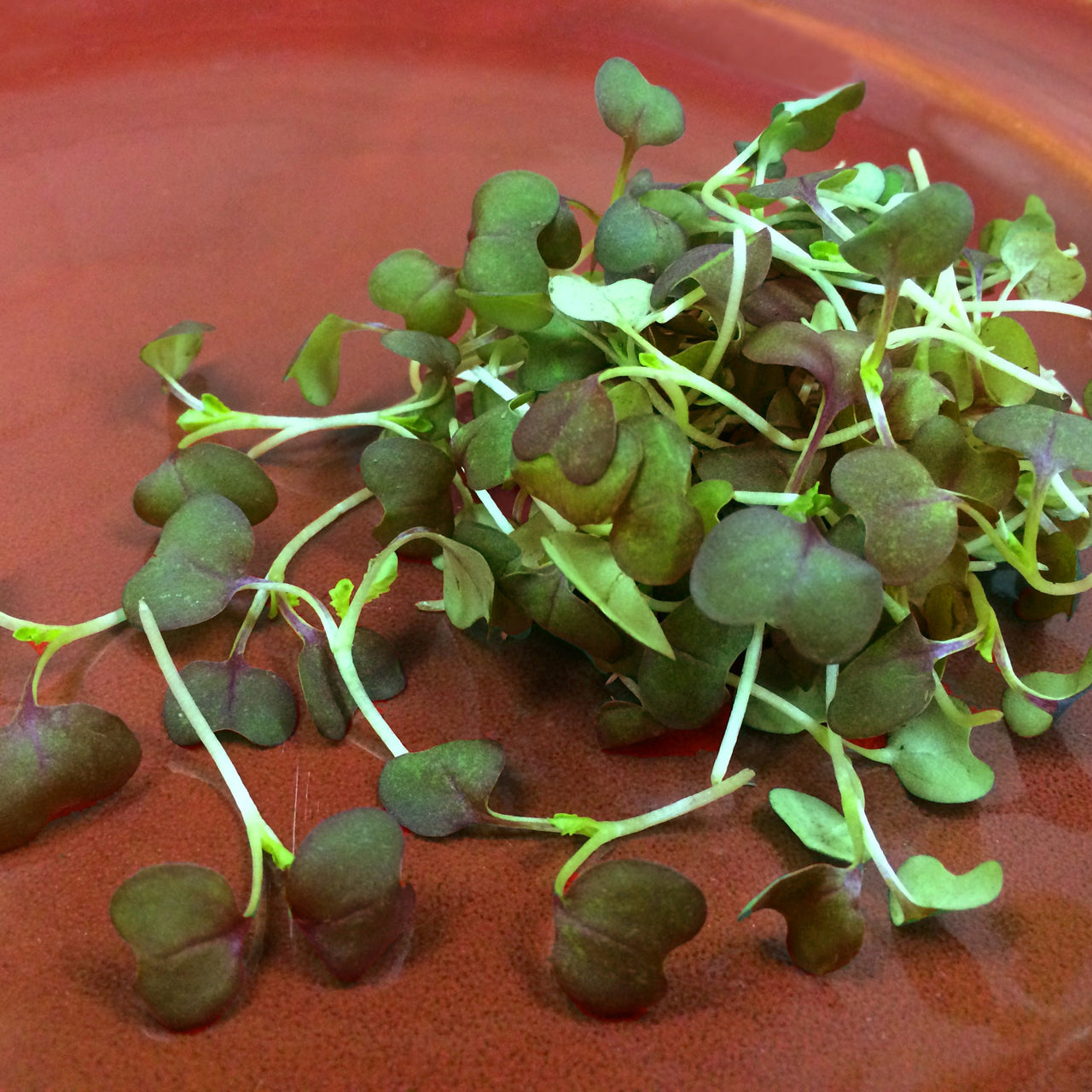 MicroGreens – Page 2 – Gourmet Sweet Botanicals