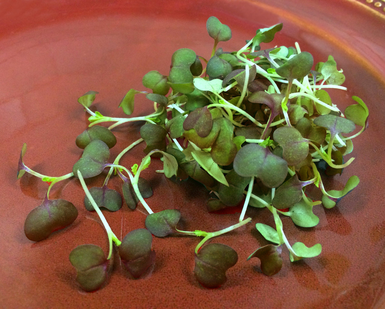 Micro Mustard Red – Gourmet Sweet Botanicals