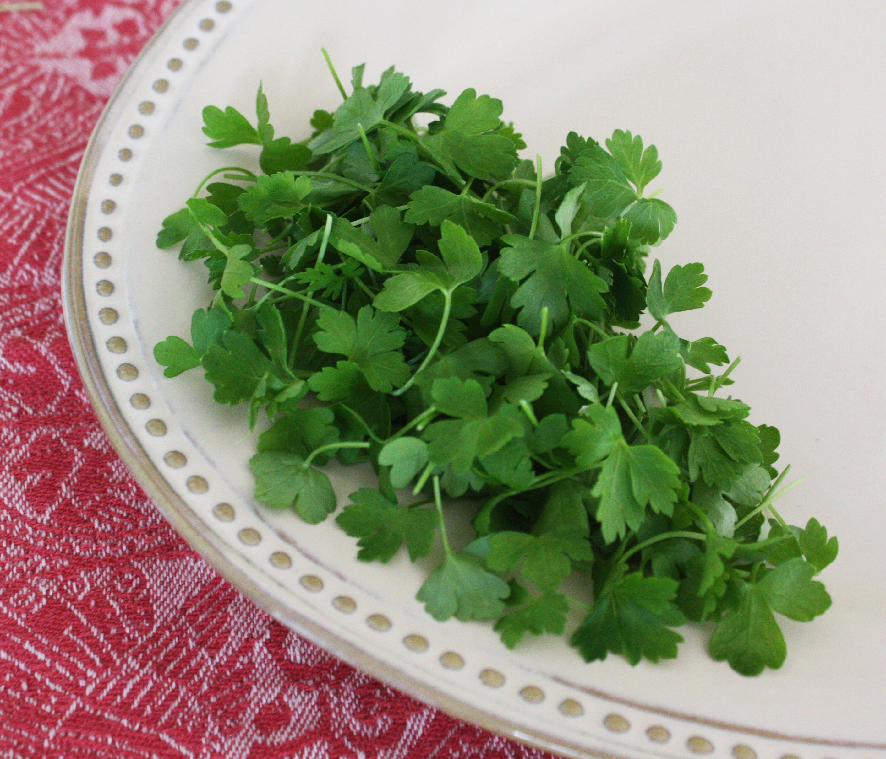Micro Parsley Italian – Gourmet Sweet Botanicals