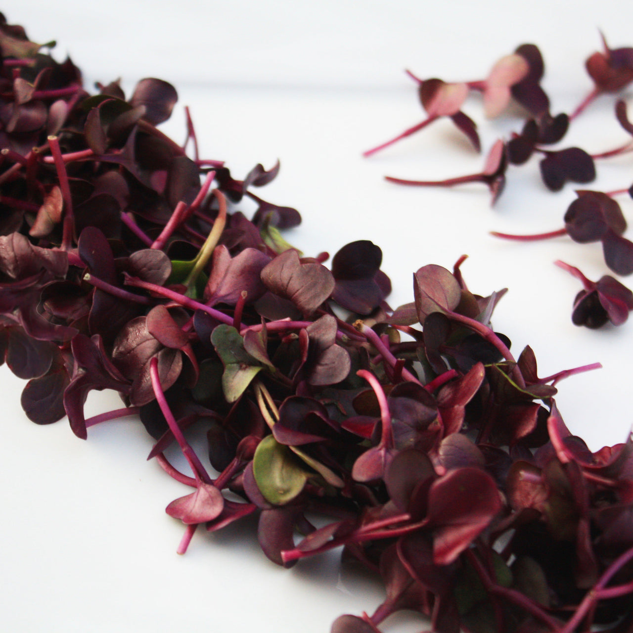 MicroGreens – Page 2 – Gourmet Sweet Botanicals
