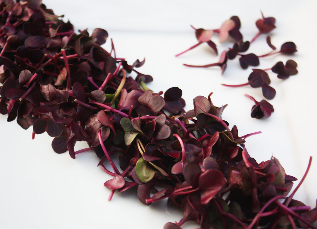 Micro Radish Ruby™ – Gourmet Sweet Botanicals