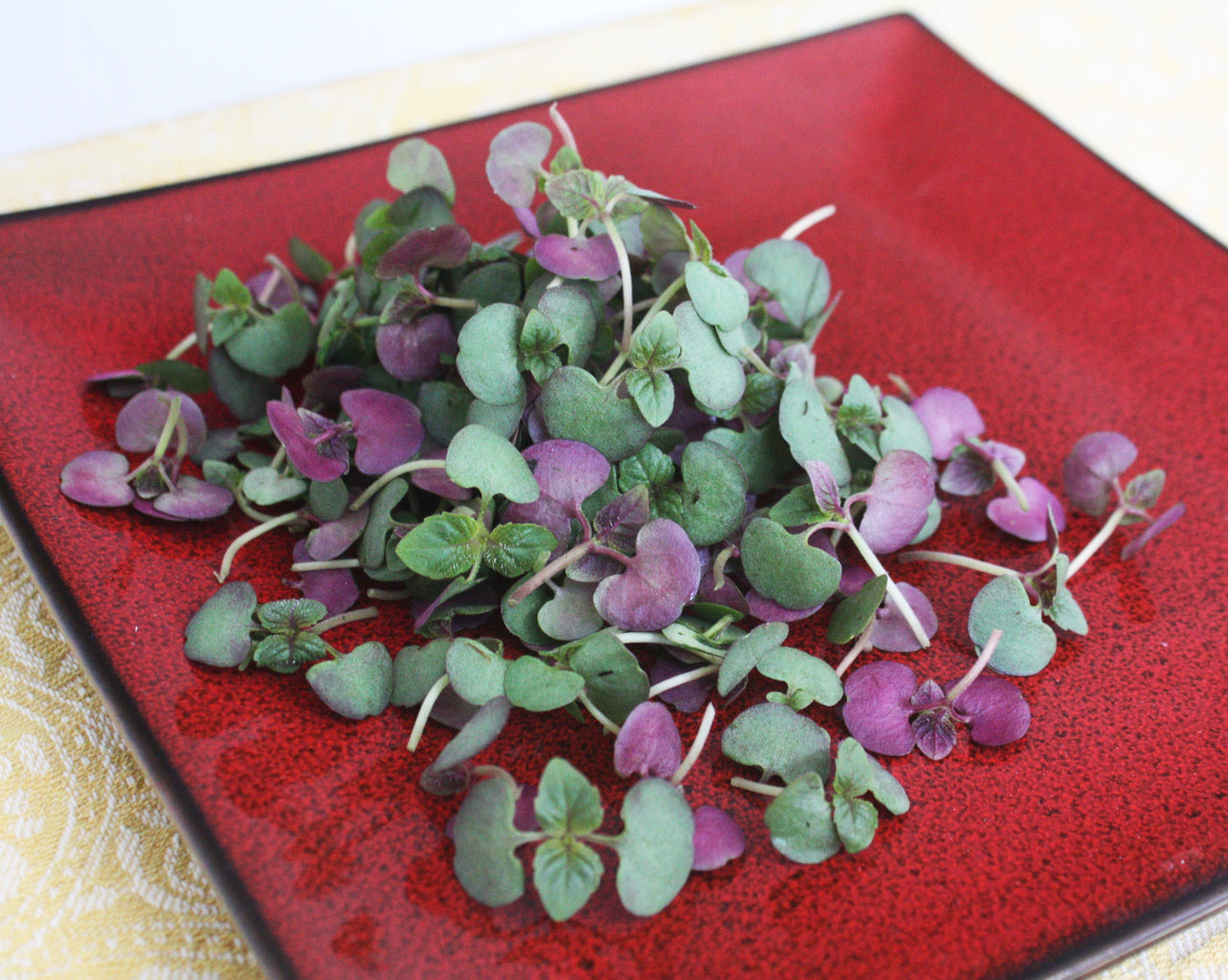 Micro Shiso Red – Gourmet Sweet Botanicals