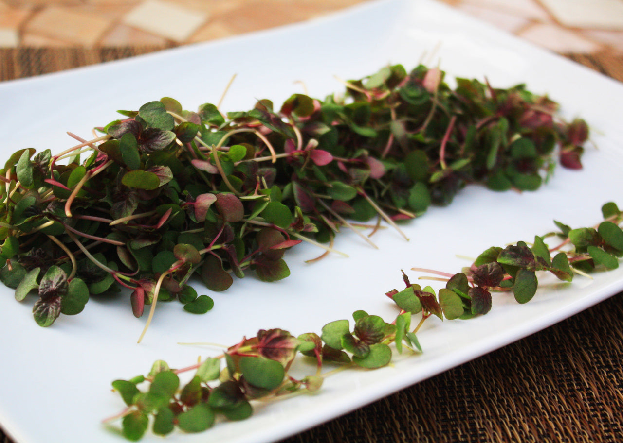 Micro Shiso Red – Gourmet Sweet Botanicals
