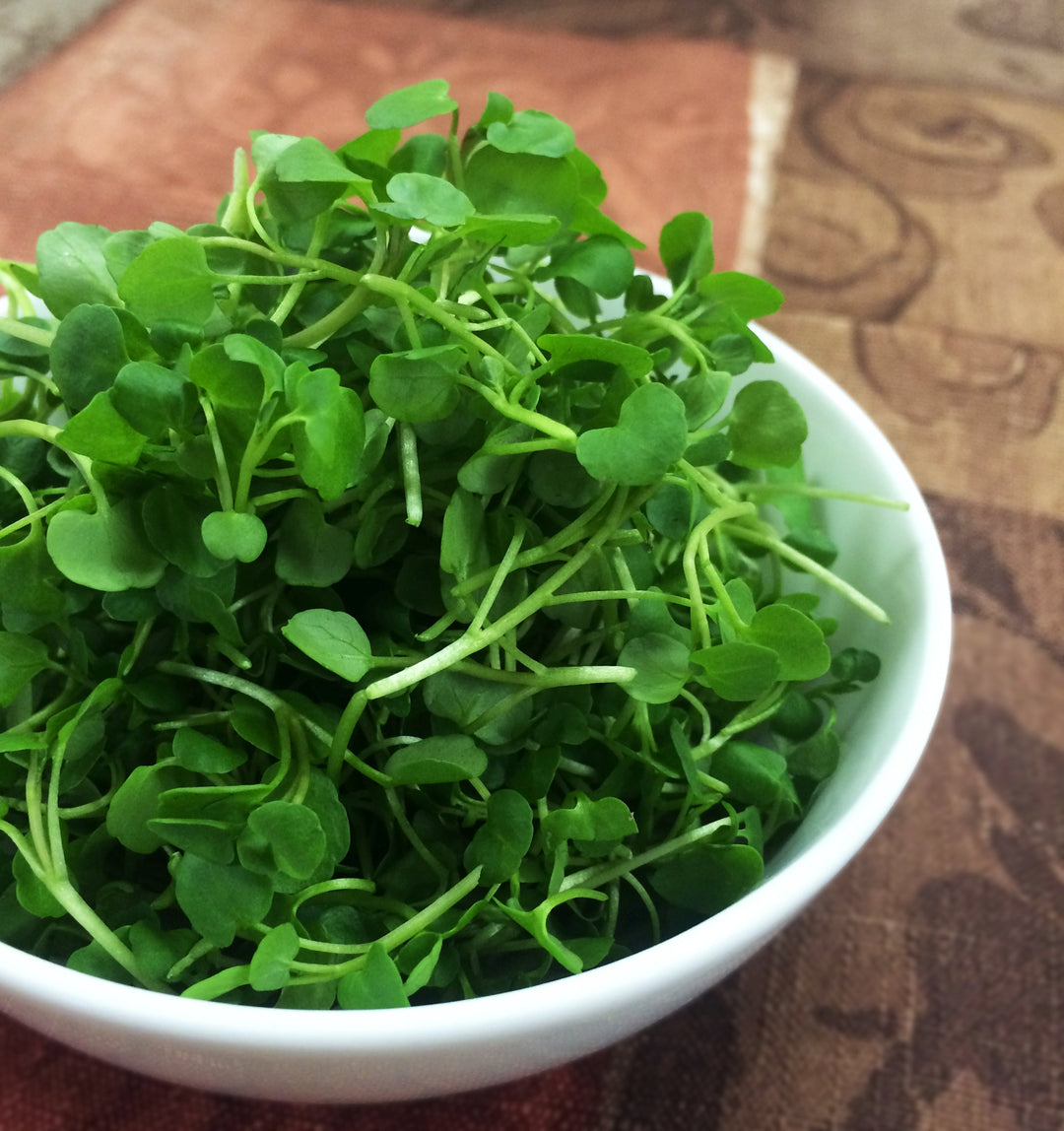Micro Cress Water – Gourmet Sweet Botanicals
