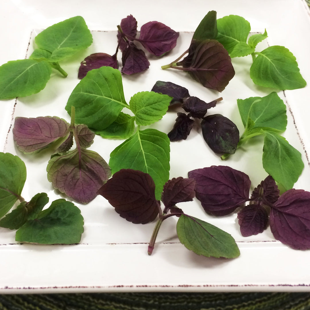 Petite®Greens – Page 2 – Gourmet Sweet Botanicals