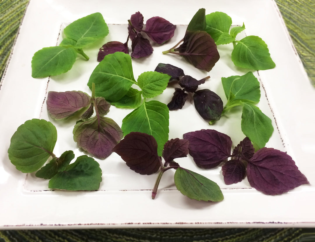 Petite® Shiso Mix – Gourmet Sweet Botanicals