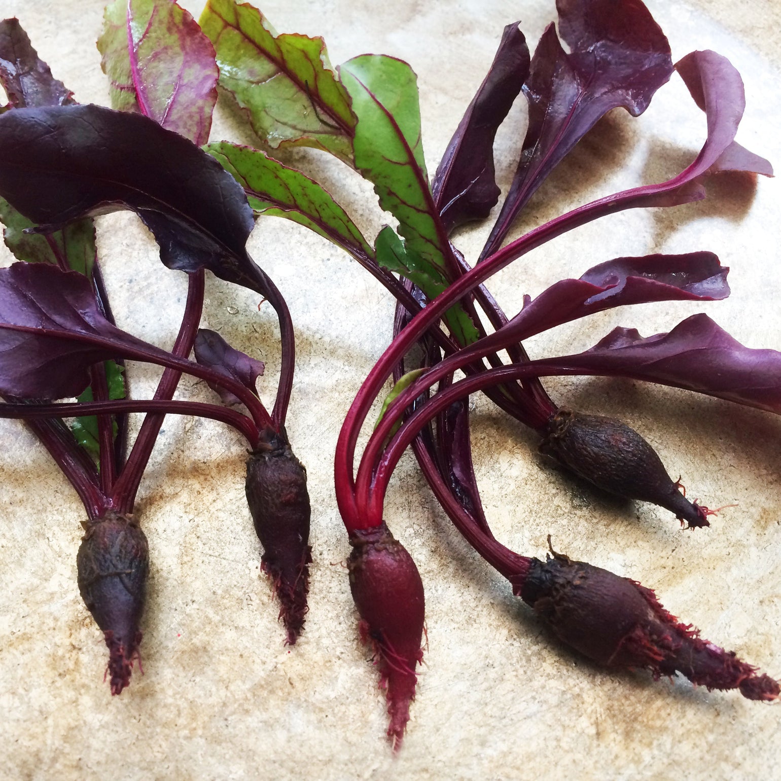 Tiny Veggies™ – Gourmet Sweet Botanicals